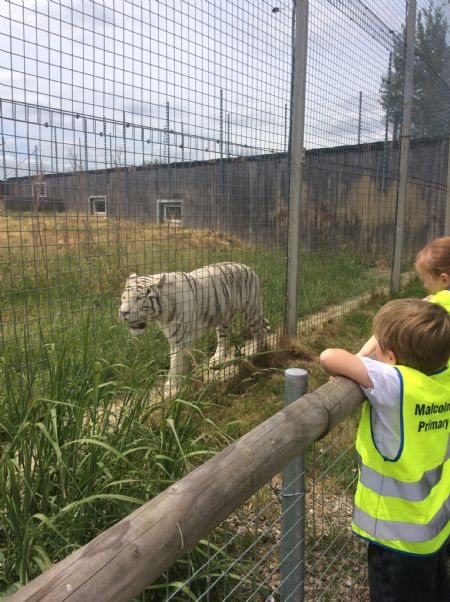 Malcolm Sargent Primary School - Y1 - Hamerton Zoo