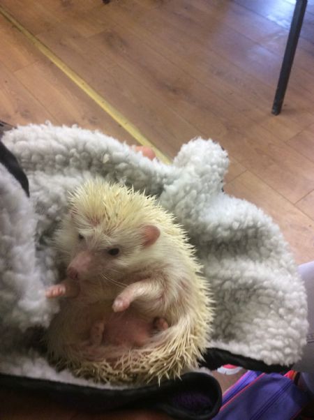 Malcolm Sargent Primary School - Y1 - Hamerton Zoo